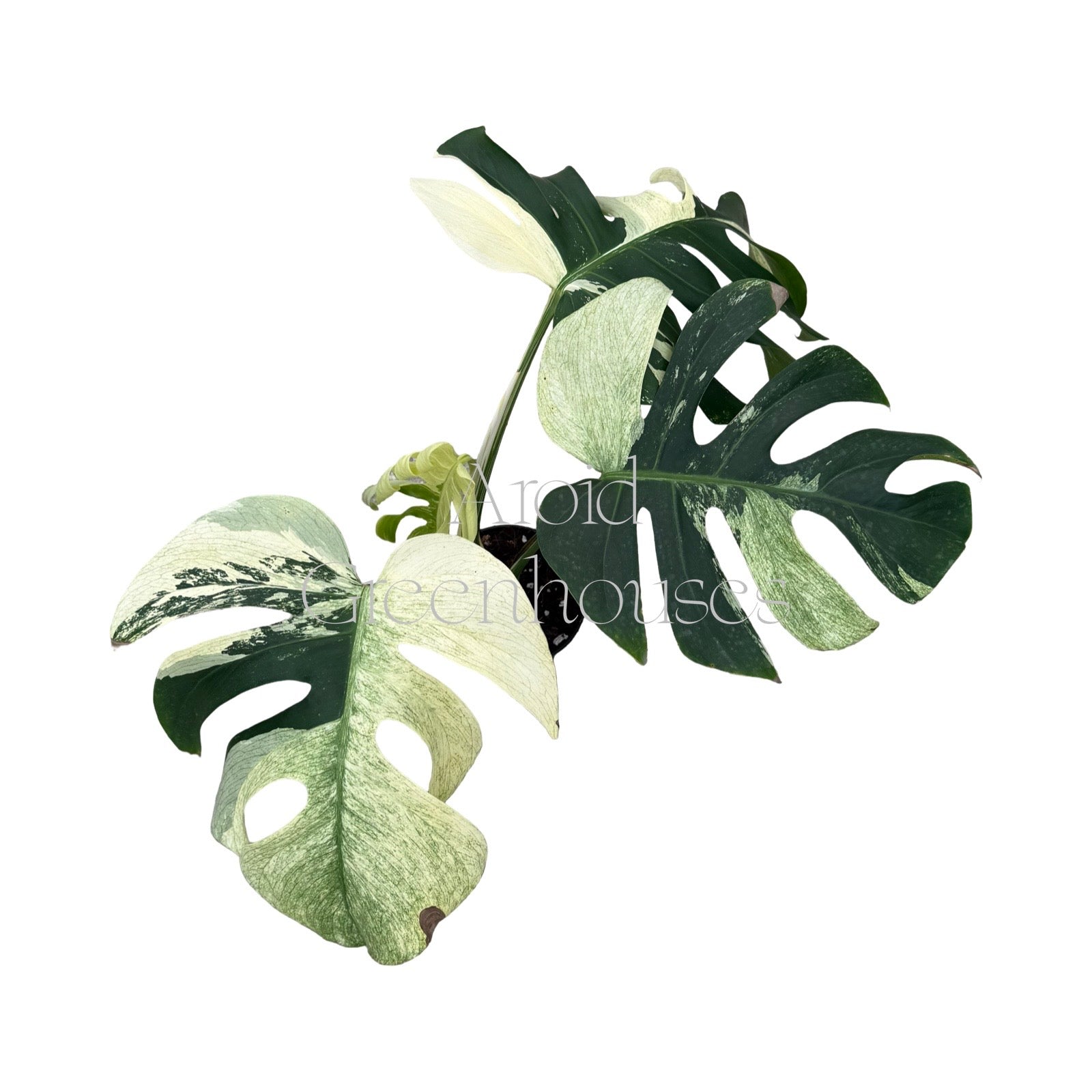 Monstera variegated (Mint) – 6" Pot – Aroid Greenhouses